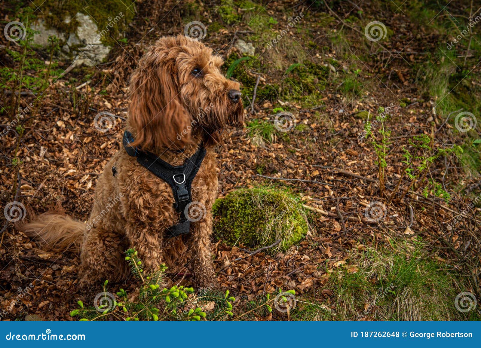 A Young Cockapoo Sitting in the Woods Stock Photo - Image of grass ...