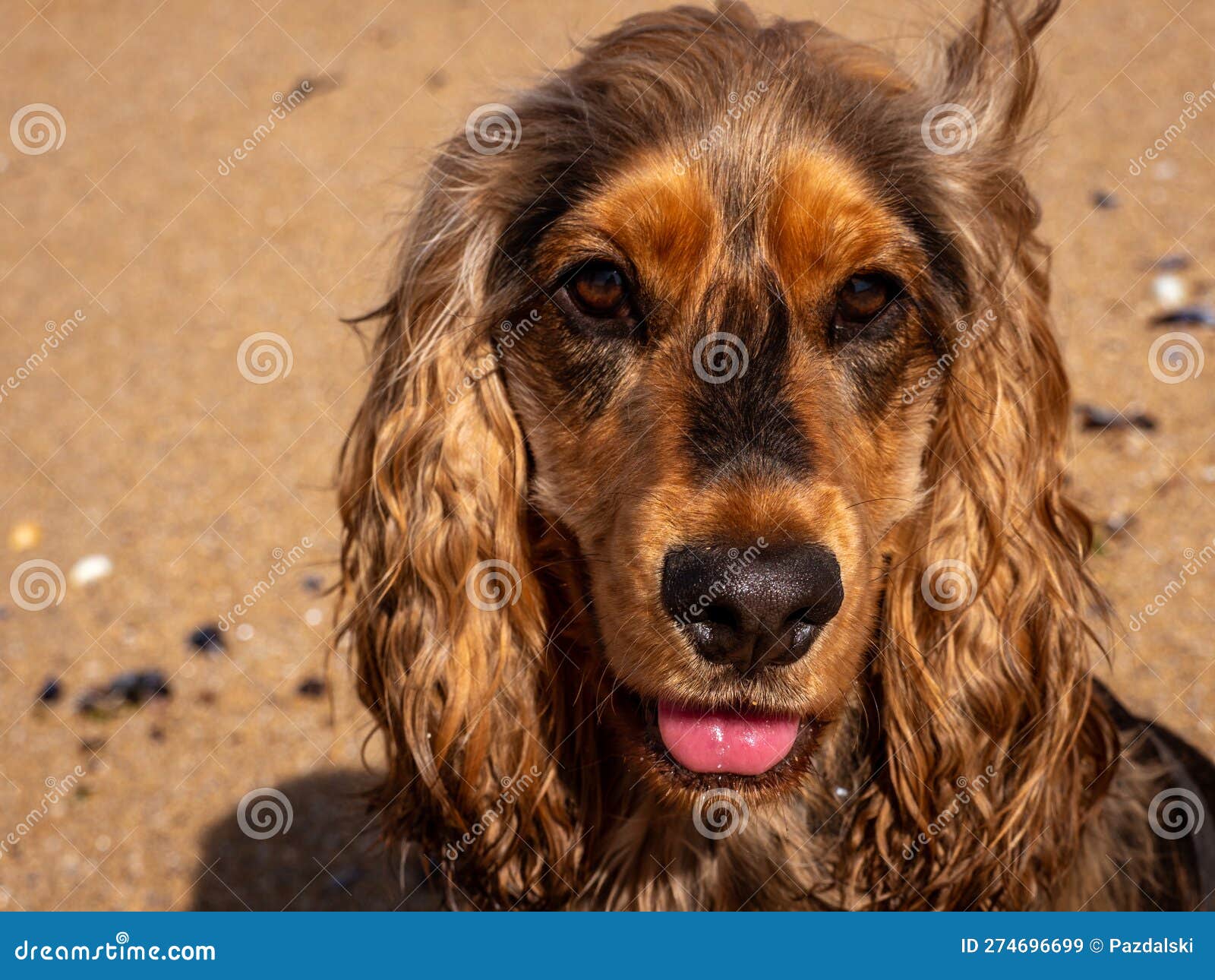 Young Cocker Spaniel on the Beach Facing the Camera Stock Image - Image ...