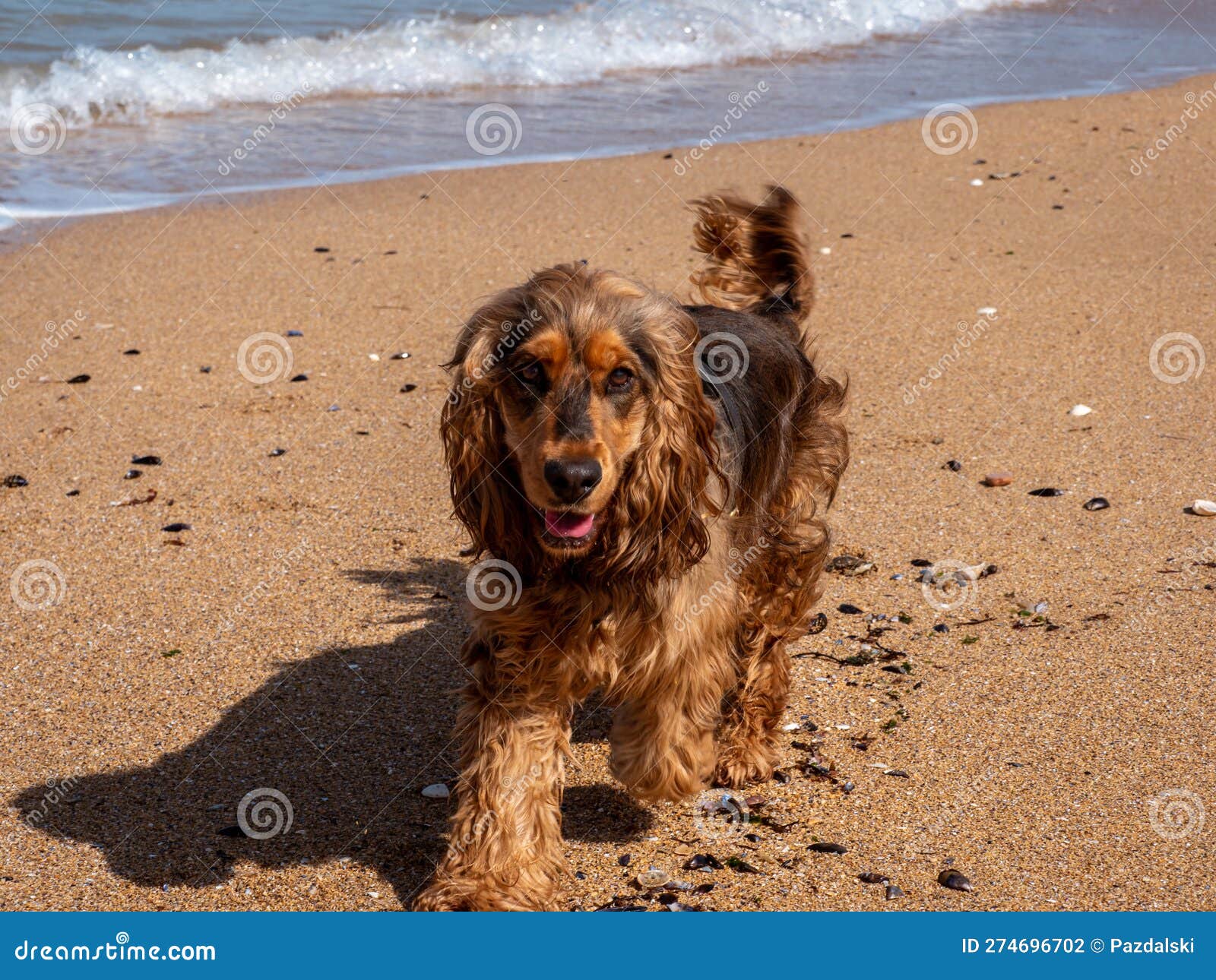 Young Cocker Spaniel on the Beach Facing the Camera Stock Photo - Image ...