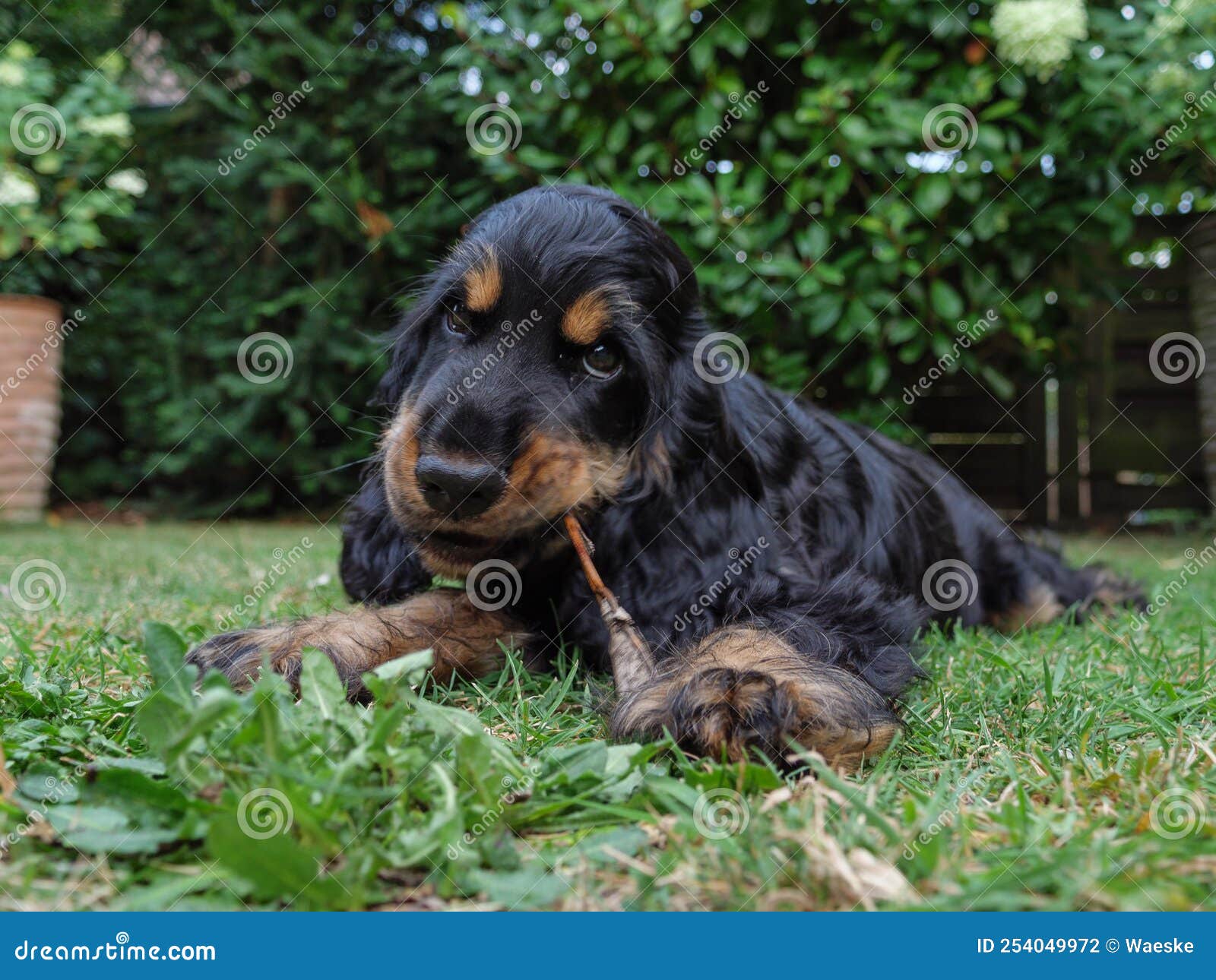 Young Cocker Spaniel in Germany Stock Photo - Image of spaniel, animal ...