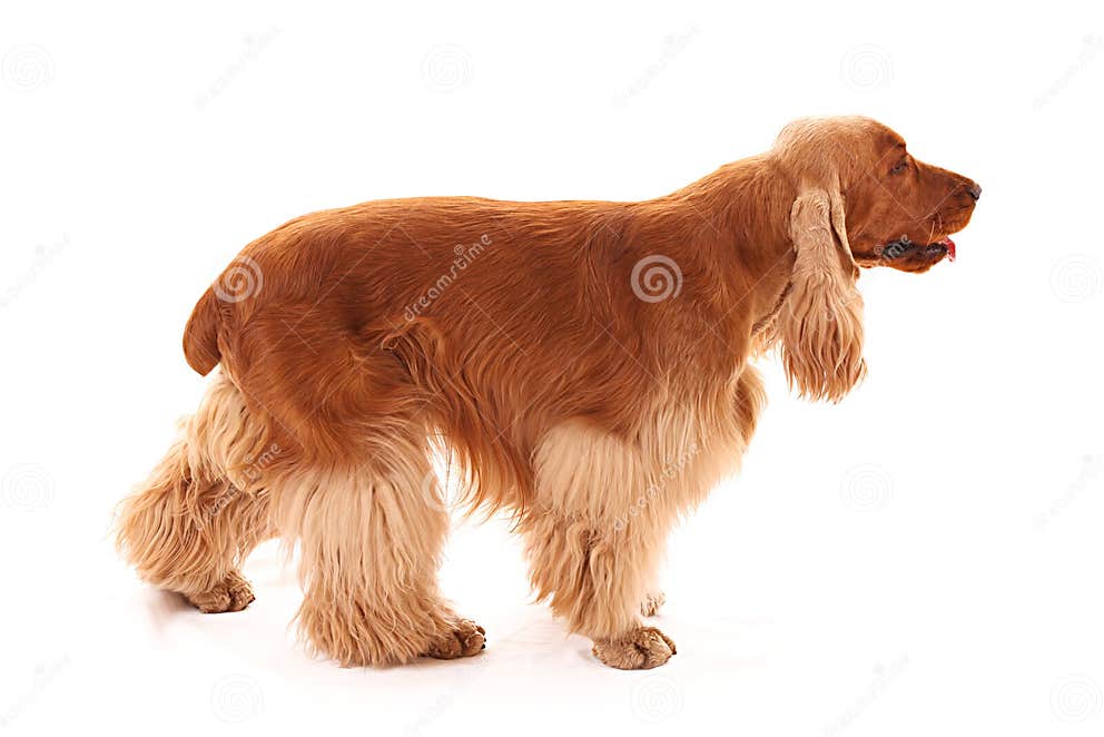Young Cocker Spaniel Isolated. Side View Stock Photo - Image of studio ...