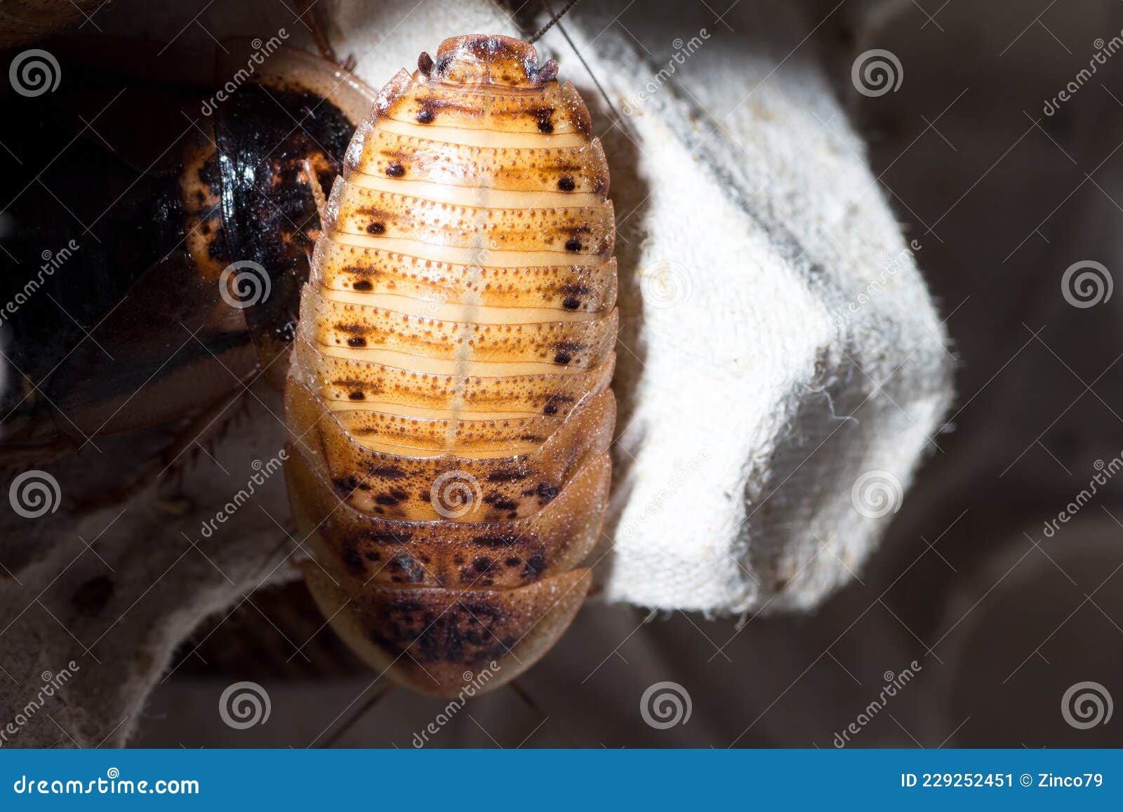Blaptica Dubia, Dubia Roach, Also Known As The Orange-spotted Roach In ...