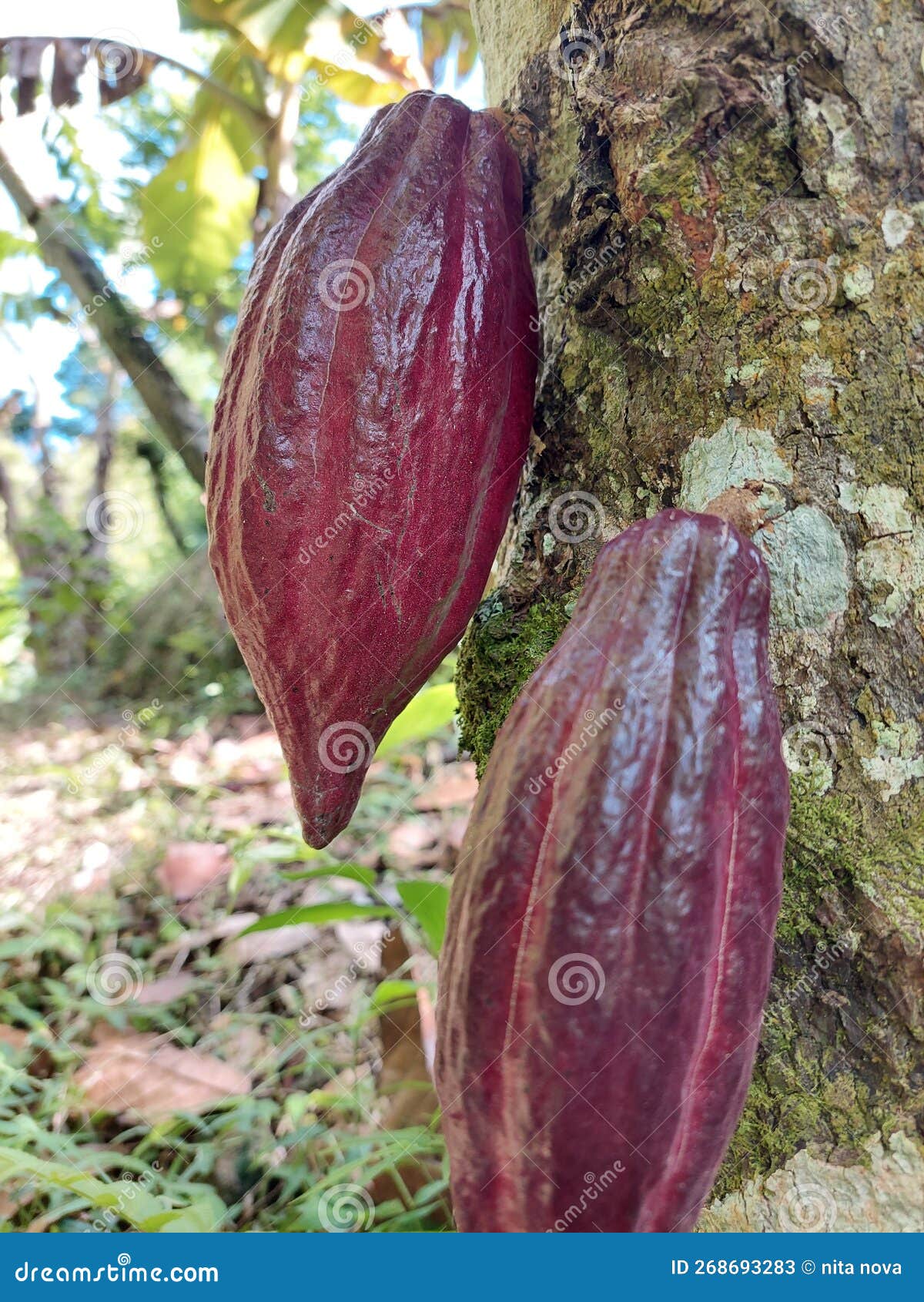 Young Cocoa Fruit in the Village with Red Color Stock Image - Image of ...