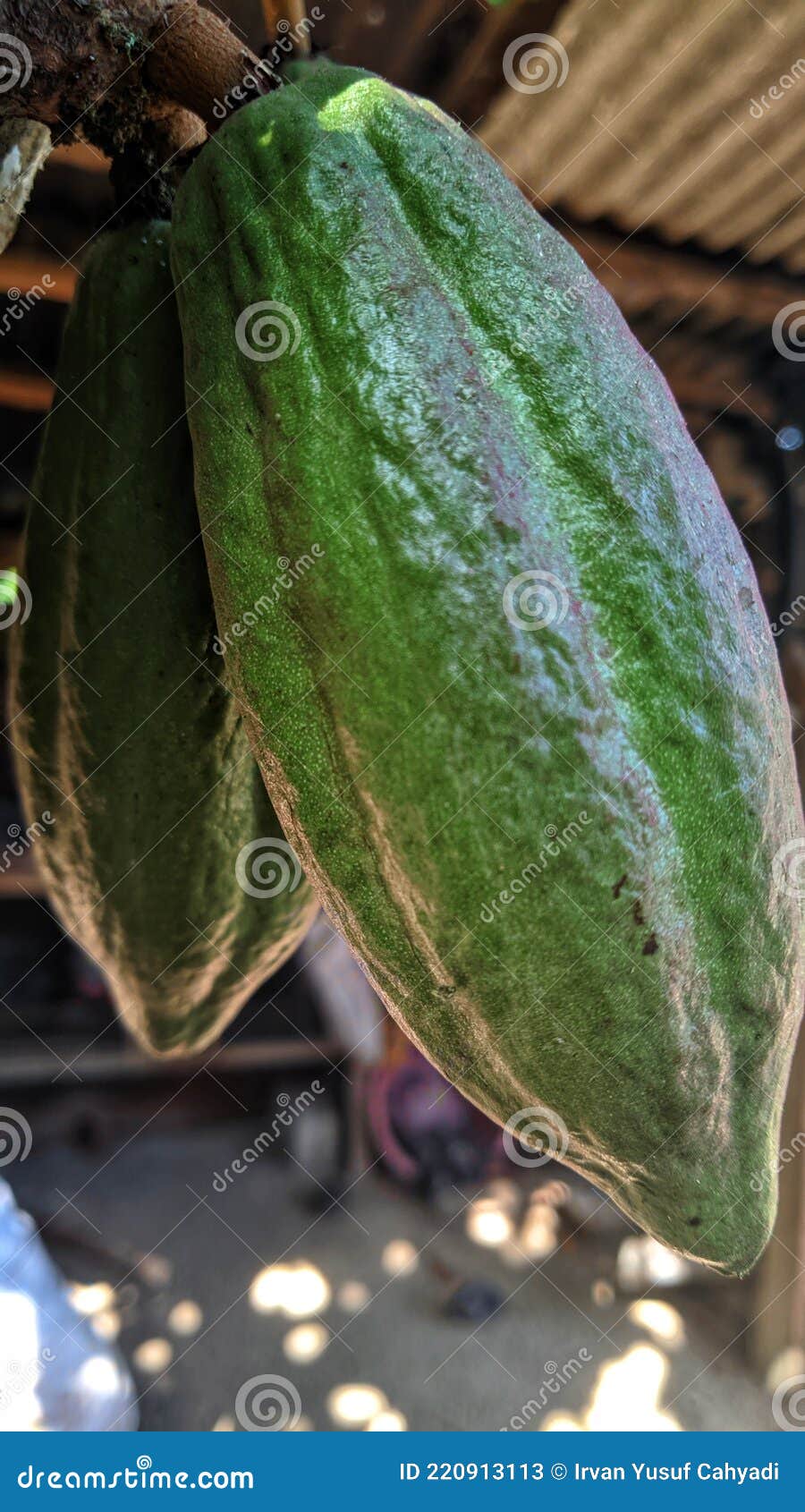 Young cocoa pods are green stock image. Image of nature - 220913113