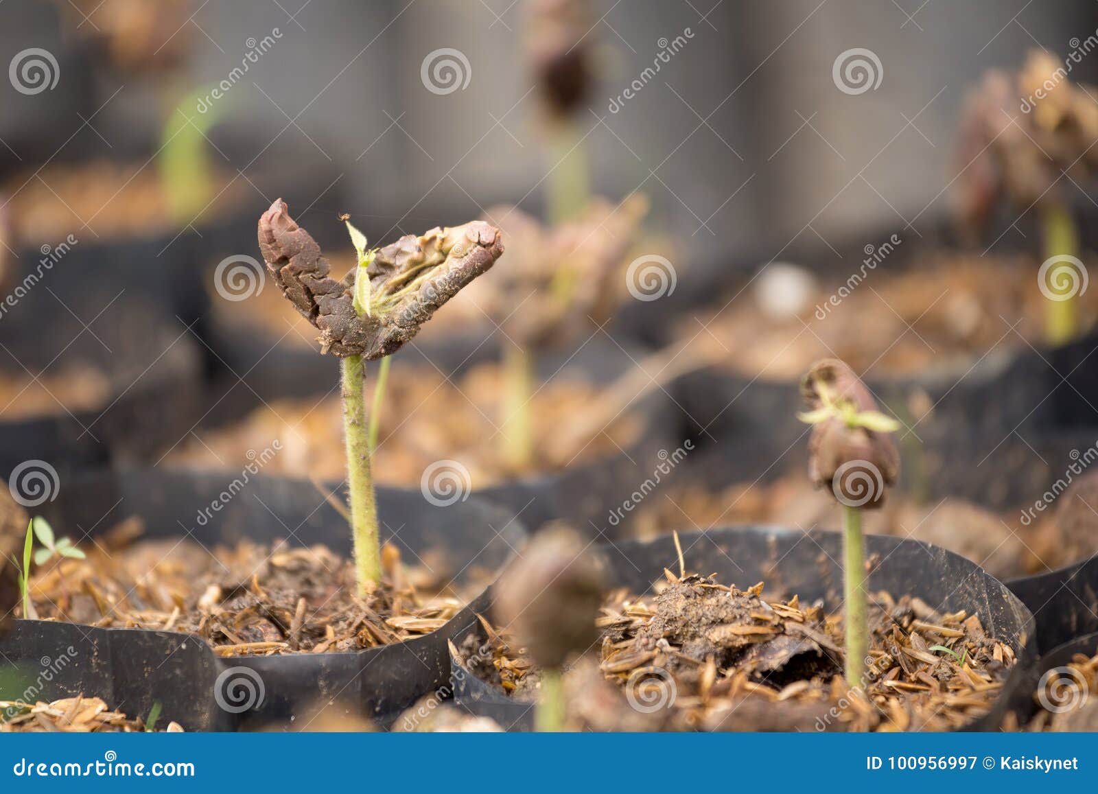 Young Cocoa Tree Growing on the Farm Stock Image - Image of chocolate ...