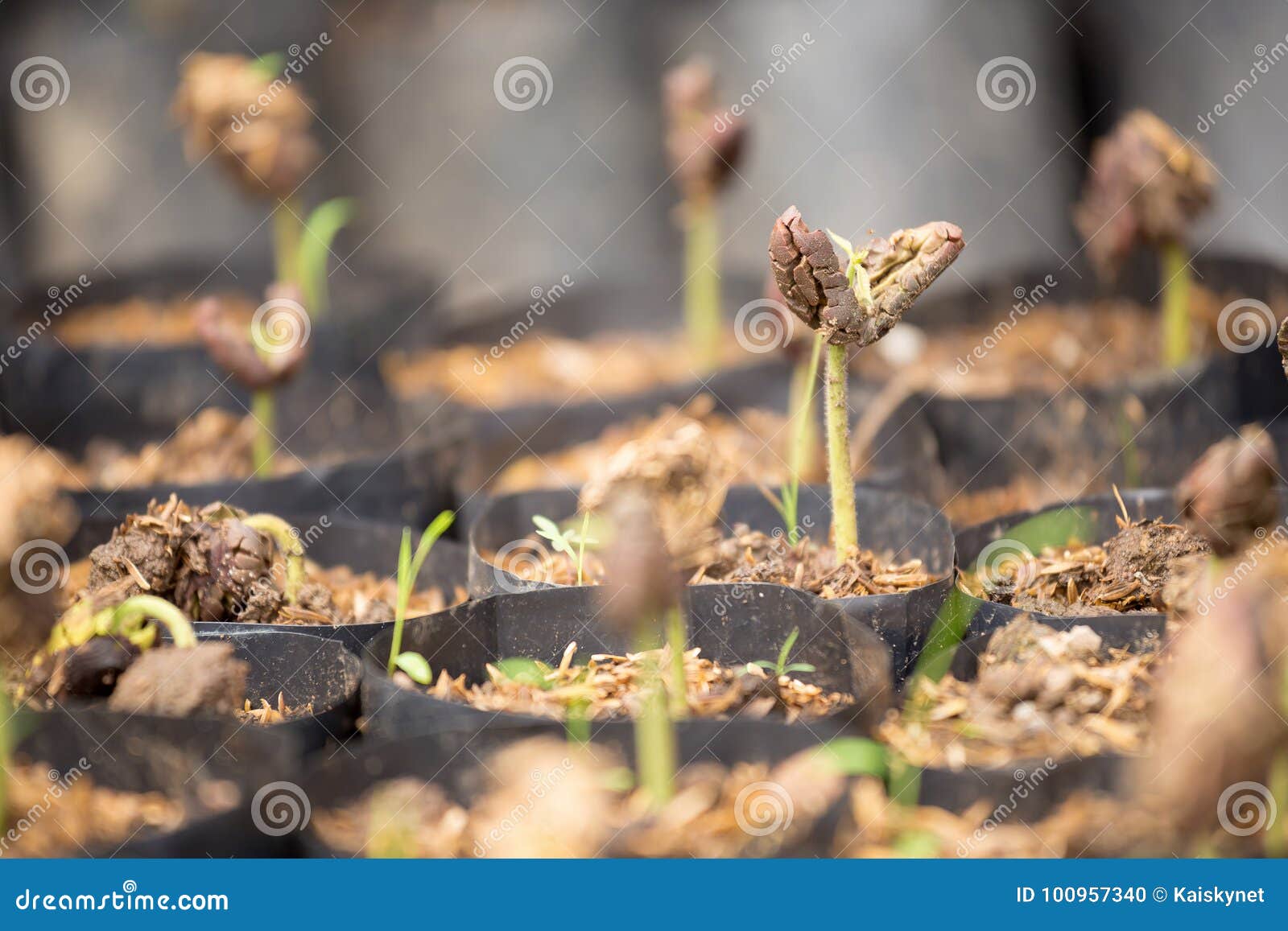 Young Cocoa Tree Growing on the Farm Stock Photo - Image of little ...