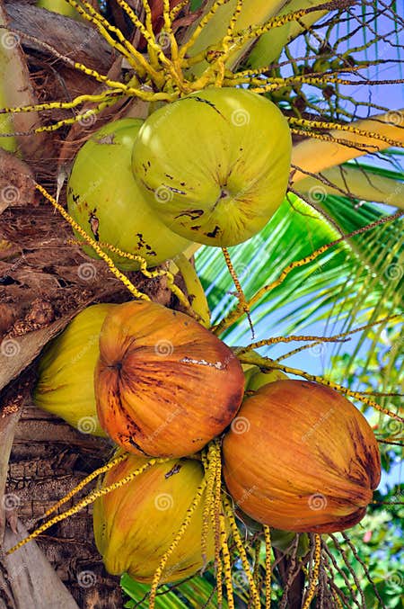 Young coconut stock photo. Image of ingredient, background - 20450780