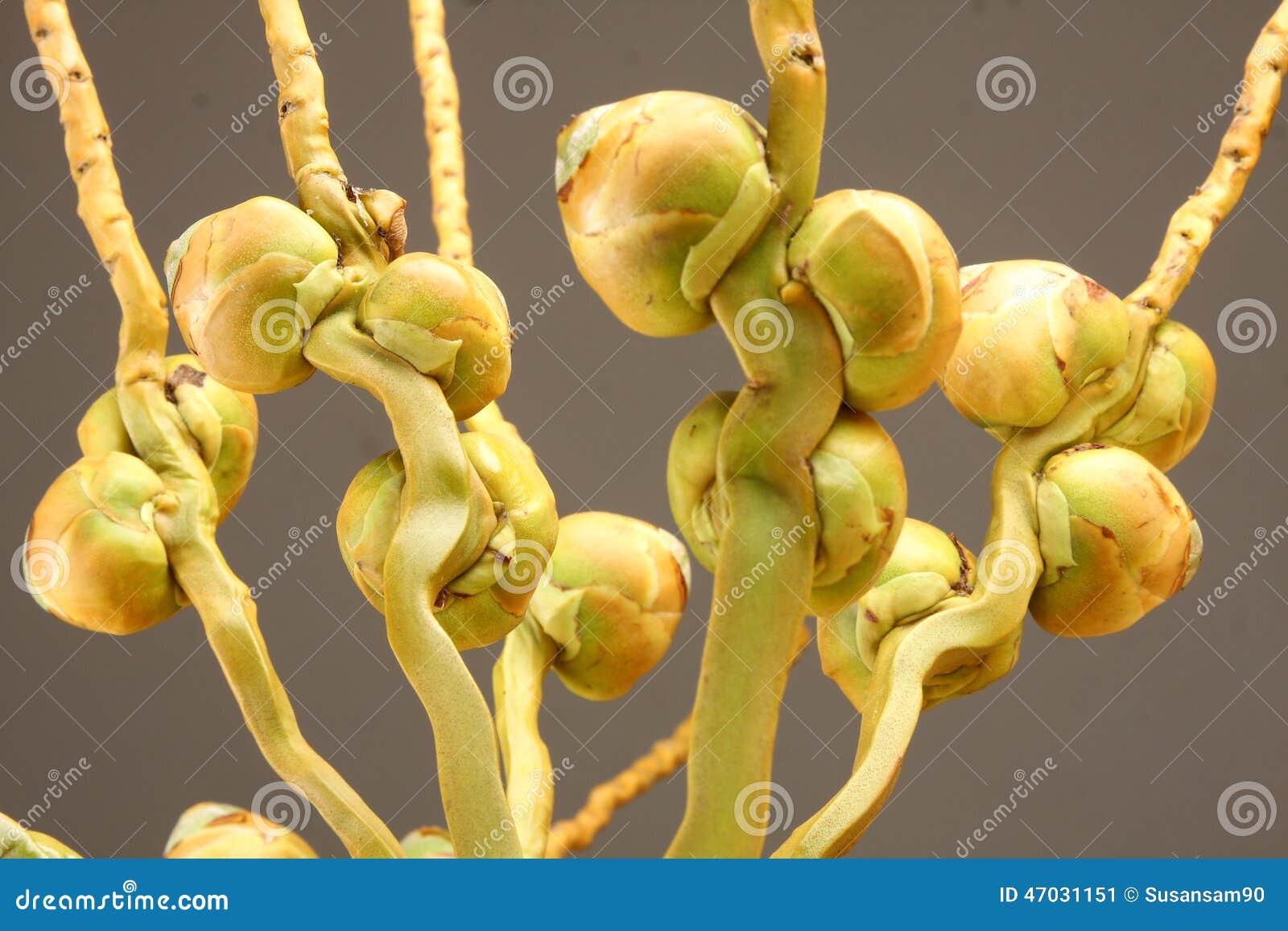 Young Coconut branch stock image. Image of fruit, background - 47031151