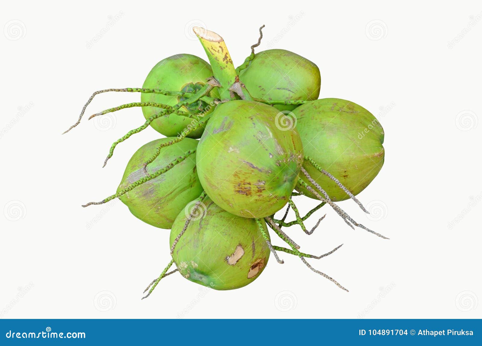 Young Coconut Bunch on White Background Stock Photo - Image of diet ...