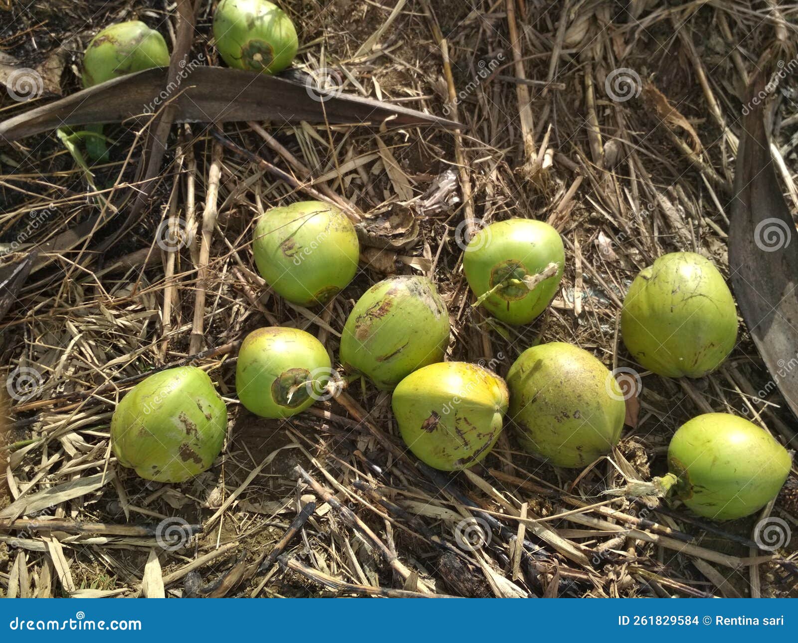 Young coconut stock photo. Image of tree, coconuts, falling - 261829584
