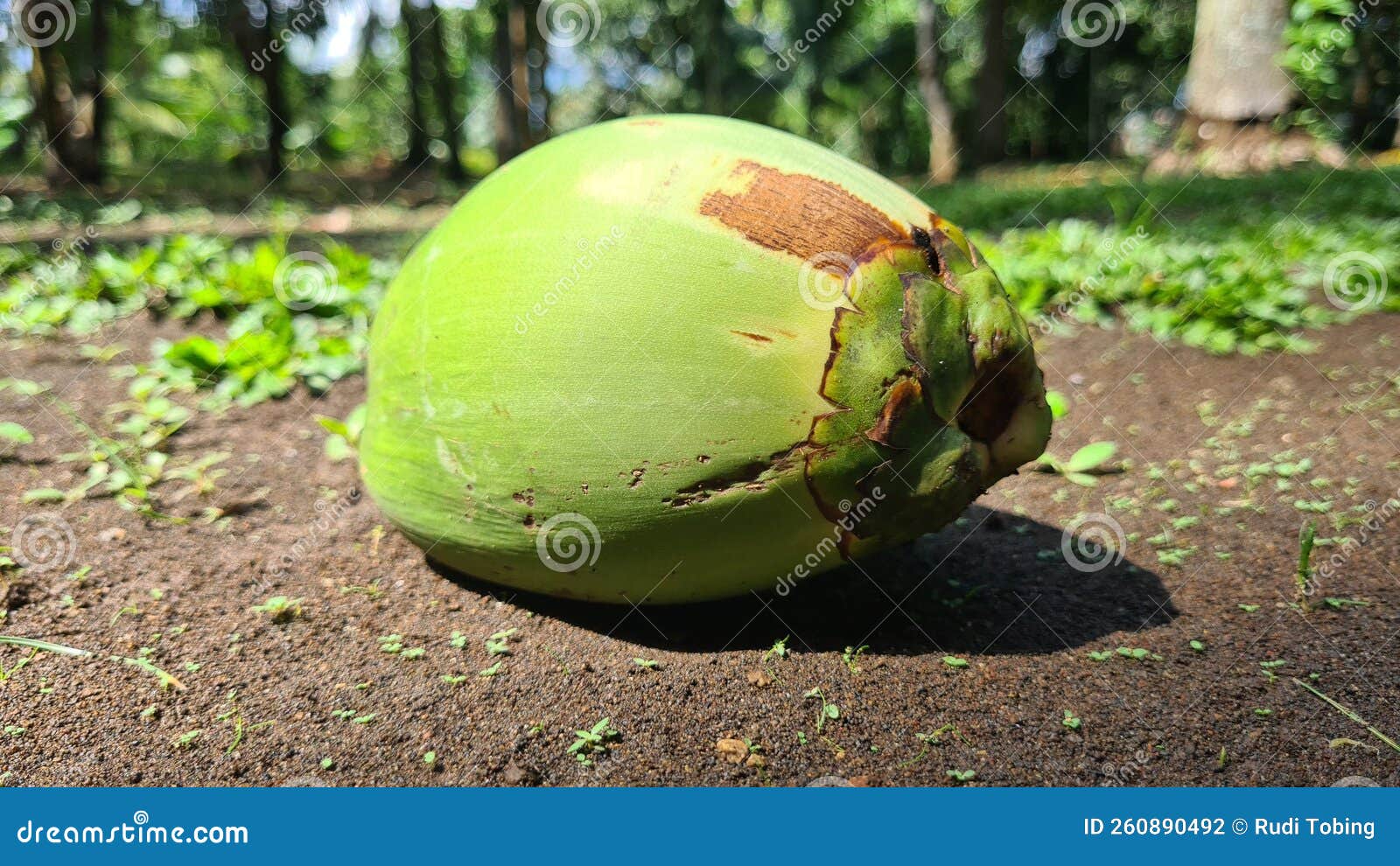 A Young Coconut that Falls from the Tree Stock Photo - Image of leaf ...