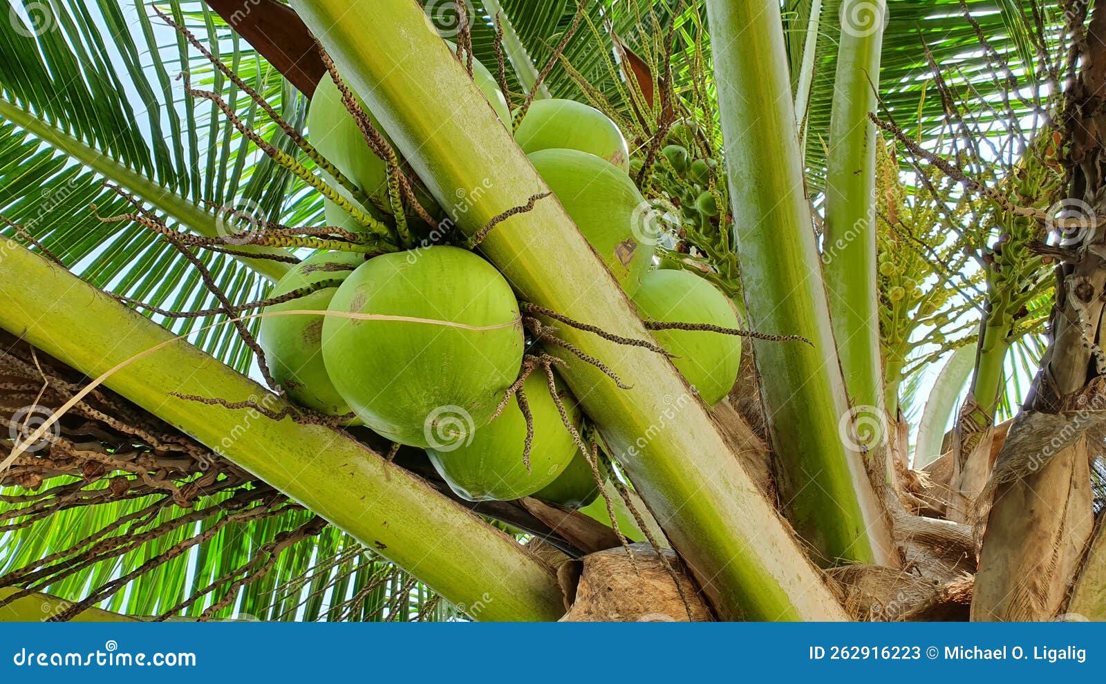 Young Coconut Fruits with Branches Stock Image - Image of fruit, green ...