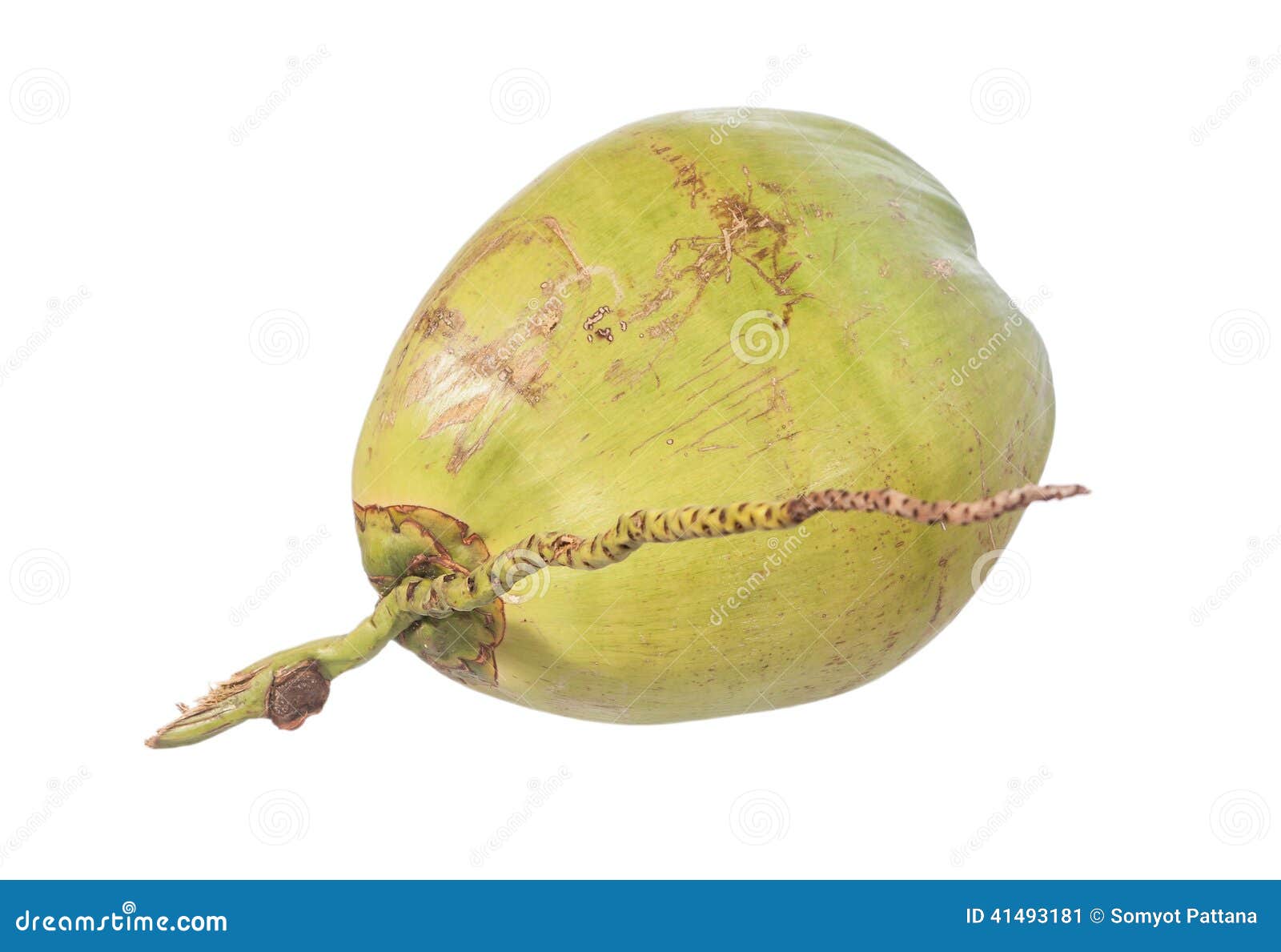 Young coconut stock image. Image of healthy, food, shell - 41493181