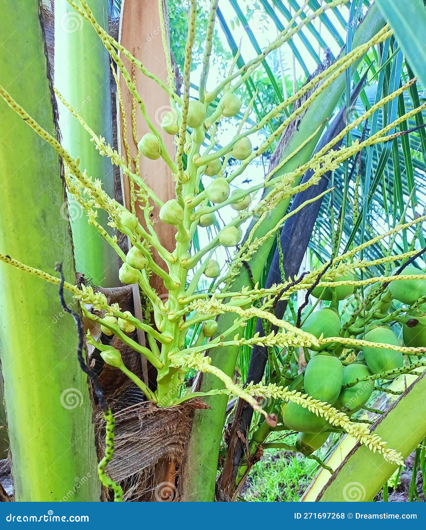 Young Coconut on the Palm Tree, Coconut Flower on Plant Freshness ...
