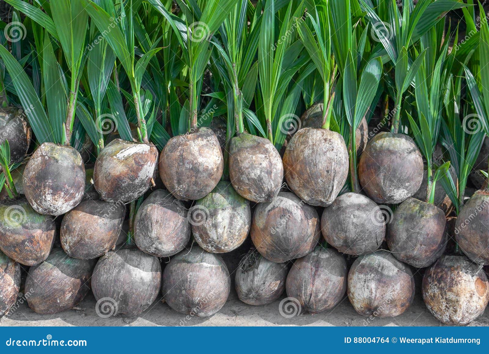 Young coconut plants stock photo. Image of plants, seed - 88004764
