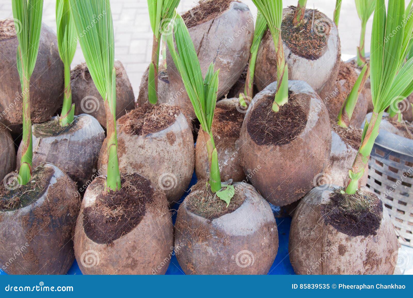 Young Coconut Seedling from Coconut Fruit Stock Image - Image of ...