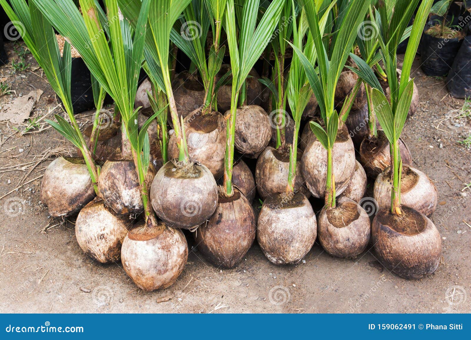 Young Coconut Sprout Tree Background Stock Image - Image of pile ...