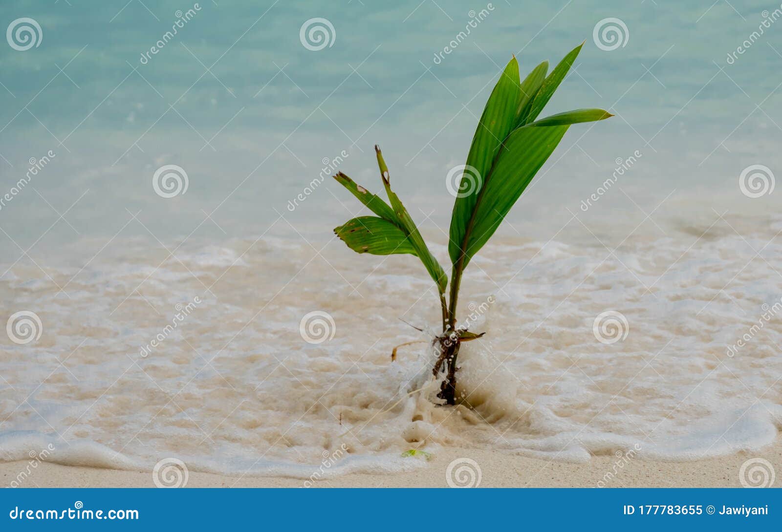 Young Coconut Tree on the Beach Sand Stock Image - Image of tropical ...