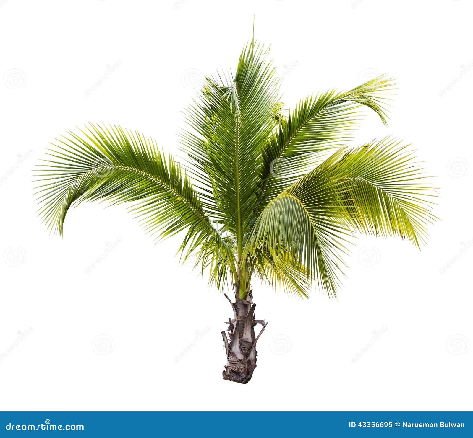 Young Coconut Tree Isolated Stock Image - Image of palm, grow: 43356695