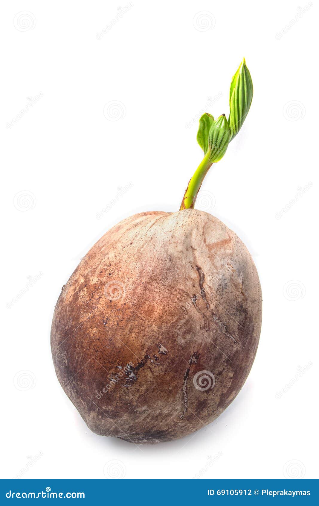 Young Coconut Tree Seed Germination Green Leave Stock Photo - Image of ...