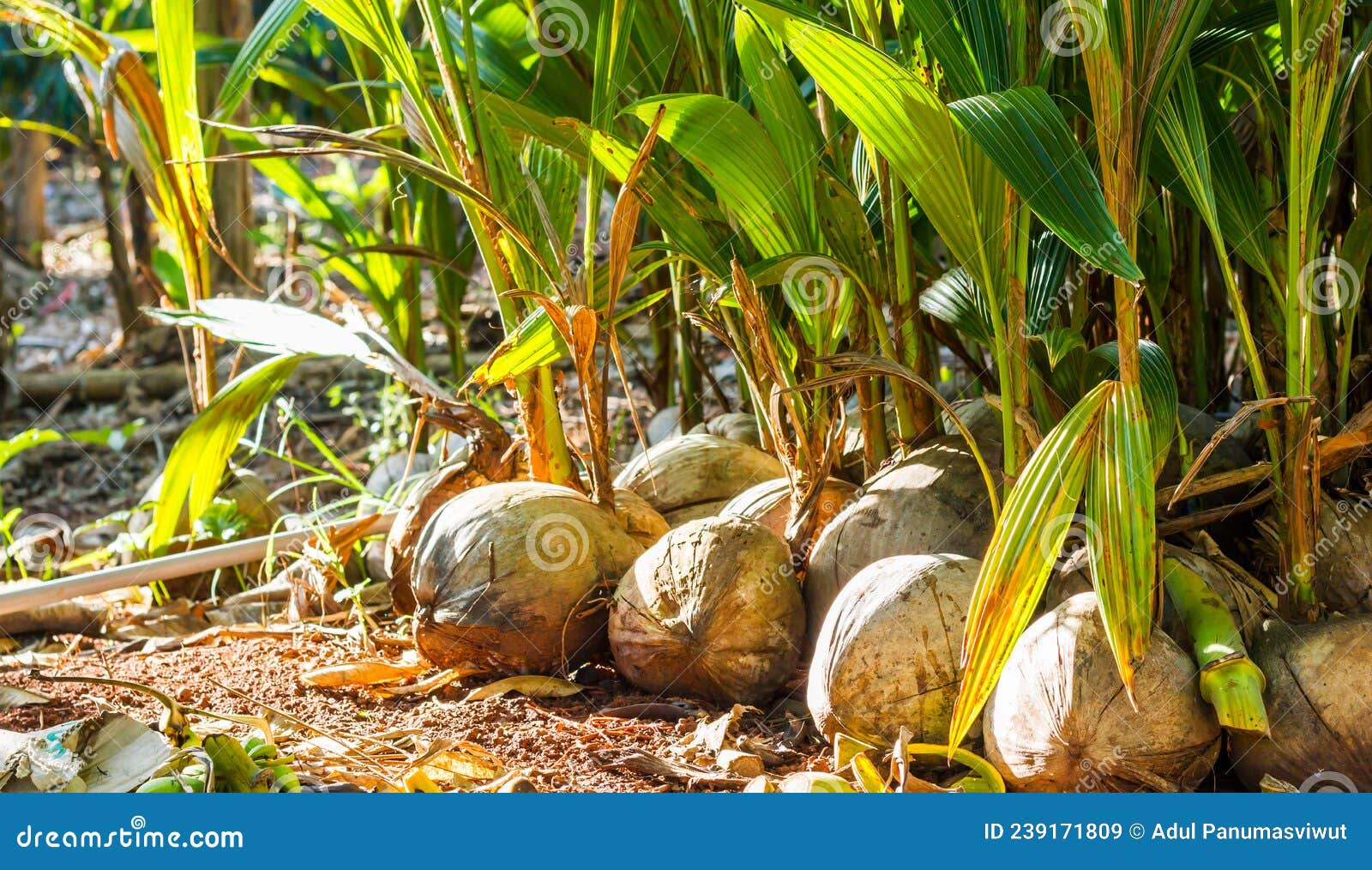 Young Coconut Tree Seed Germination Green Leave Pop Out of the Coconut ...