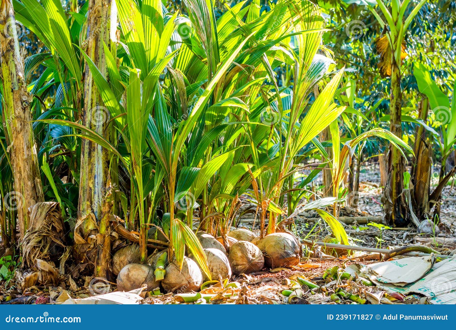Young Coconut Tree Seed Germination Green Leave Pop Out of the Coconut ...