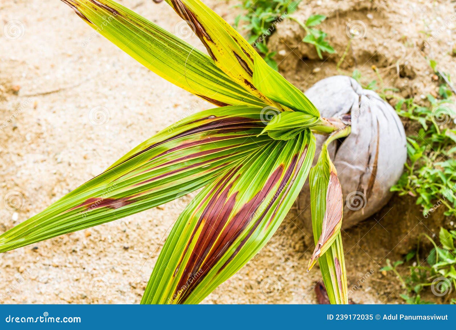 Young Coconut Tree Seed Germination Green Leave Pop Out of the Coconut ...