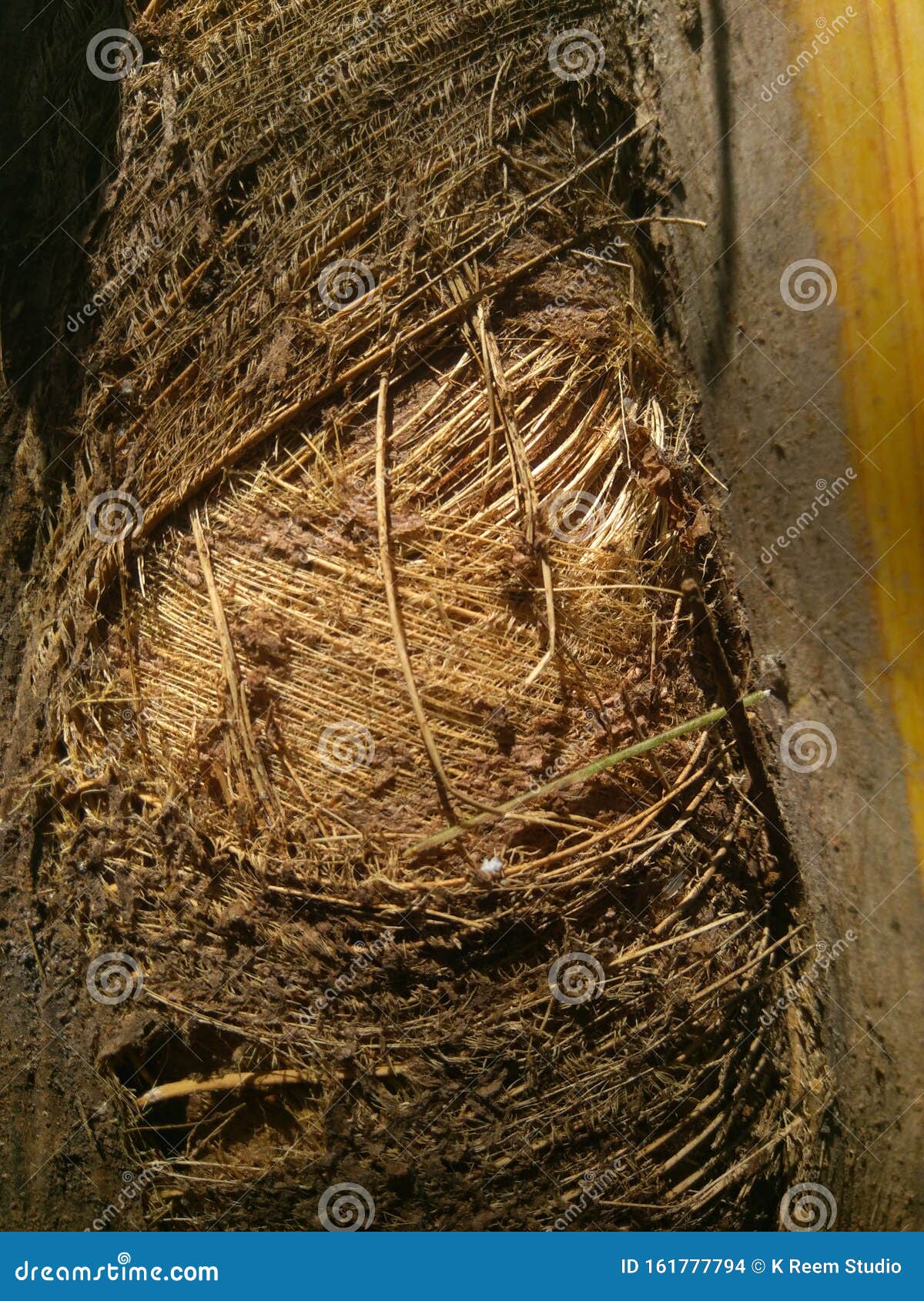Young Coconut Tree Texture, Close Up Stock Photo - Image of material ...