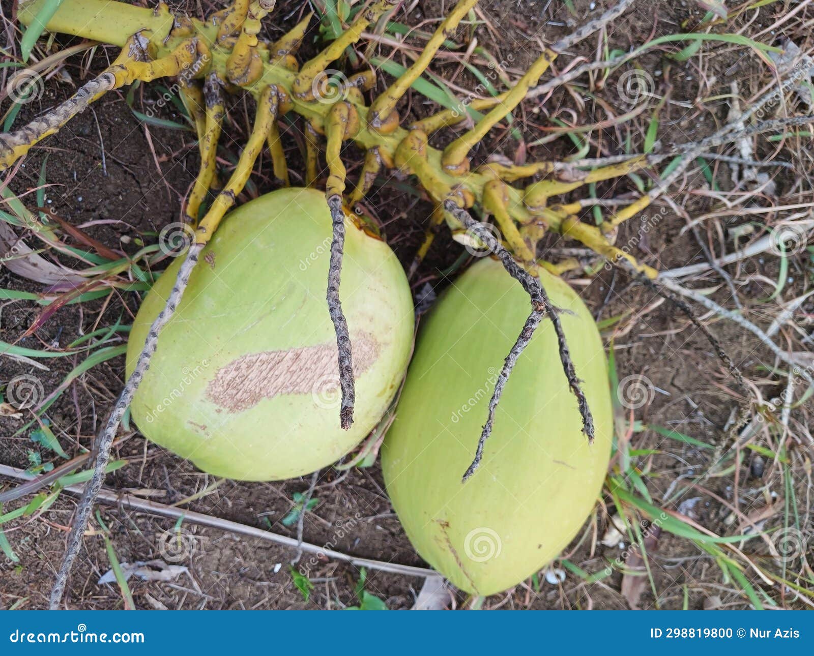 Young Coconuts are Green with Refreshing Fruit Juice. Fresh Young ...