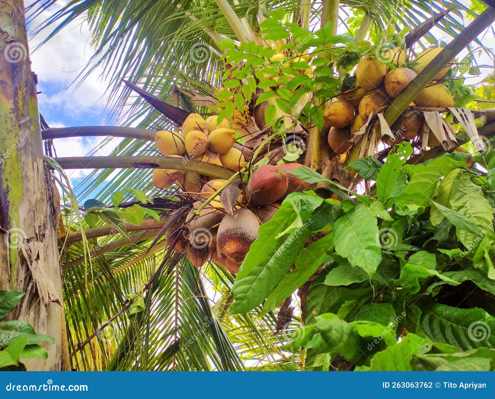 Young Coconuts Still Attached To the Tree Stock Photo - Image of ...
