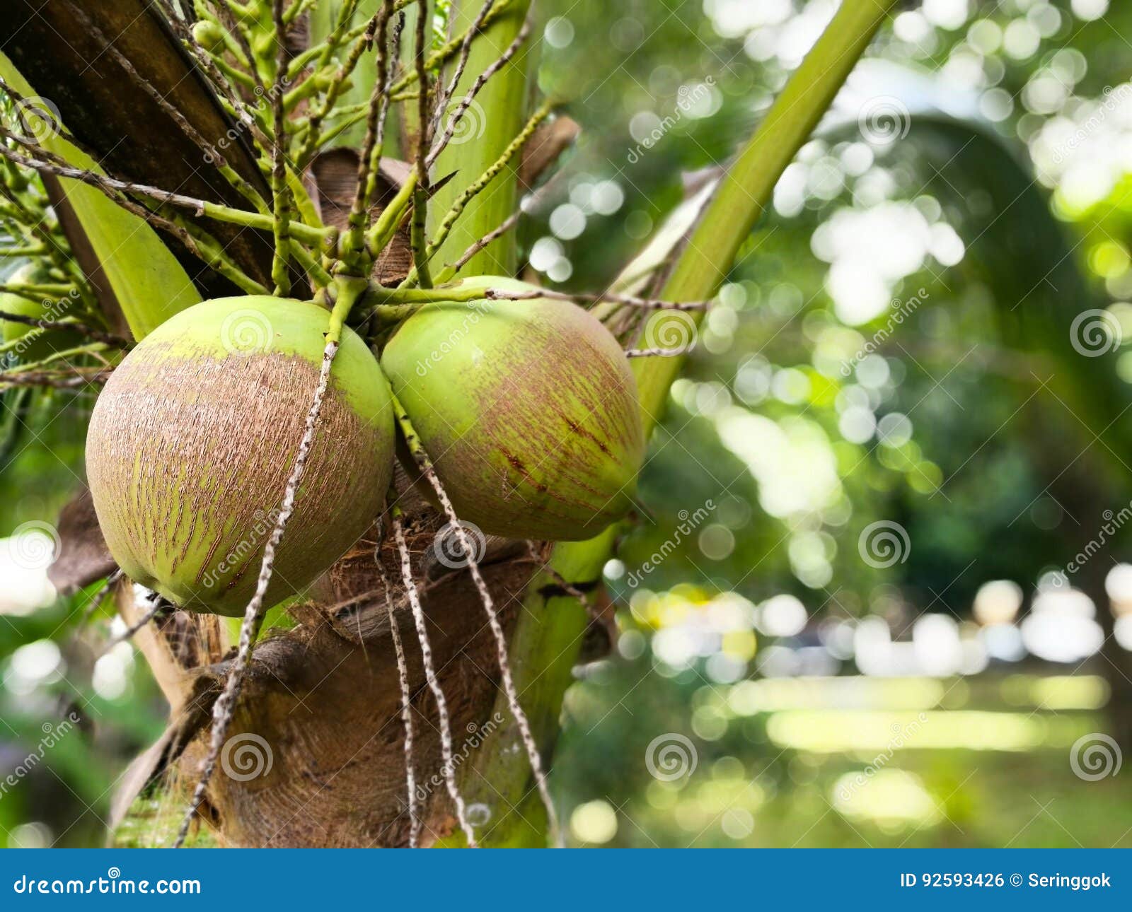 Young coconuts on tree stock photo. Image of short, green - 92593426