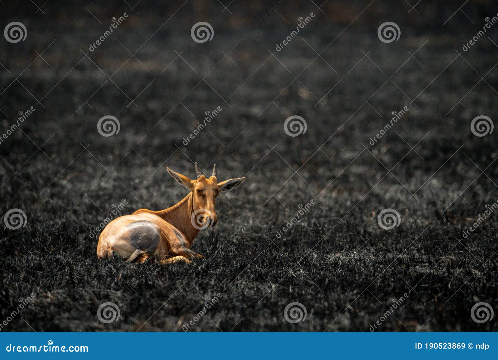 Coke`s Hartebeest Alcelaphus Buselaphus Cokii Or Kongoni In Serengeti ...