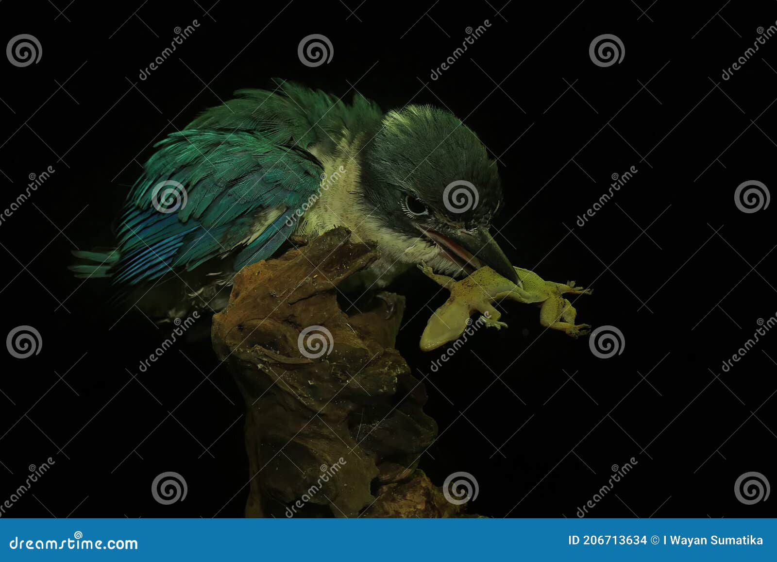 A Young Collared Kingfisher is Preying on a Lizard on a Rotting Log ...