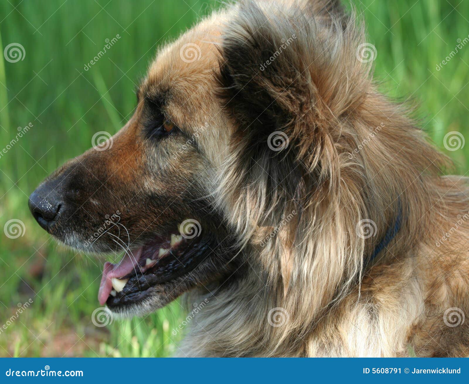 Young Collie Shepherd Mix Dog Stock Image - Image of resting, animal ...