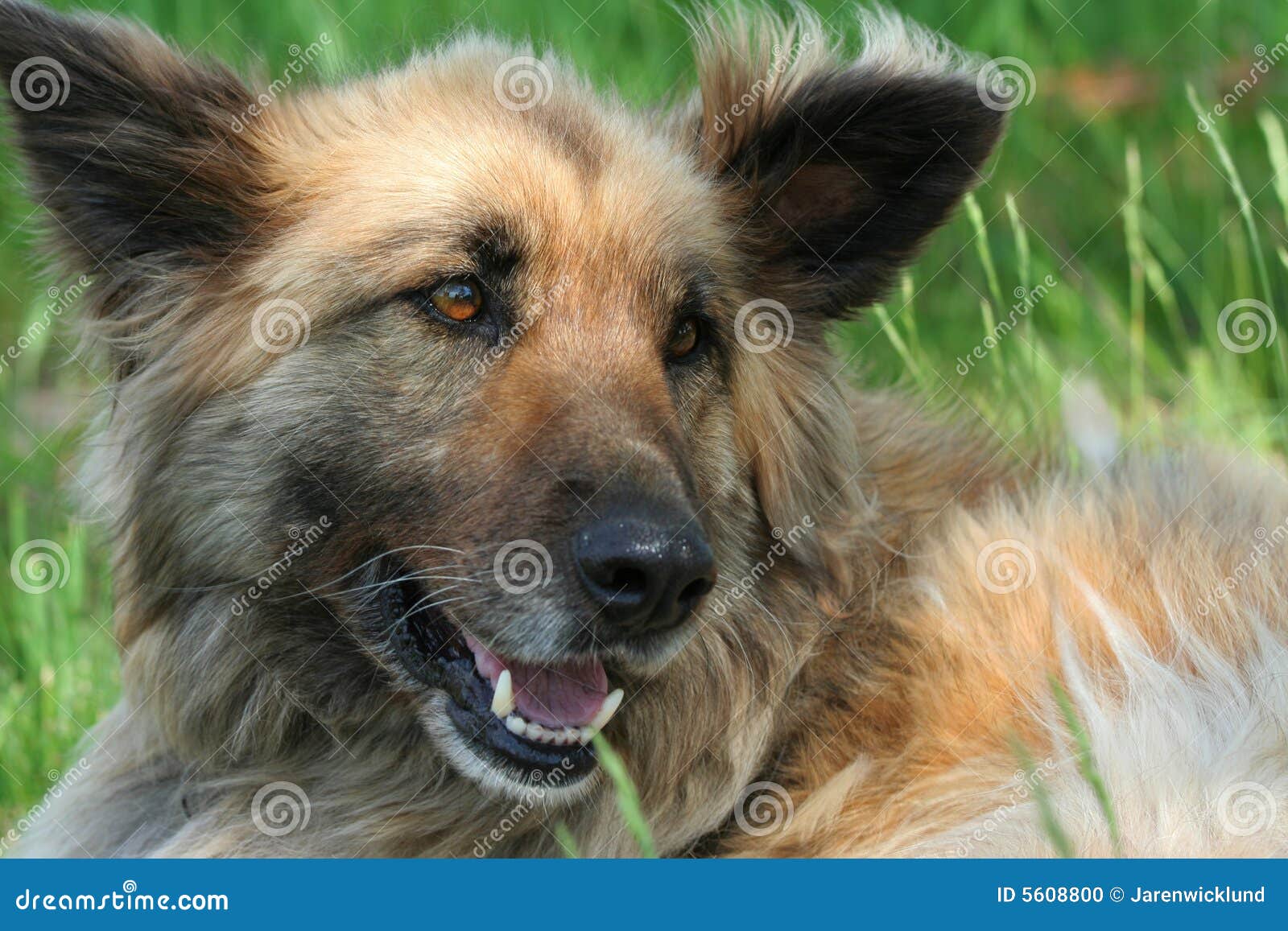 Young Collie Shepherd Mix Dog Stock Photo - Image of resting, collie ...