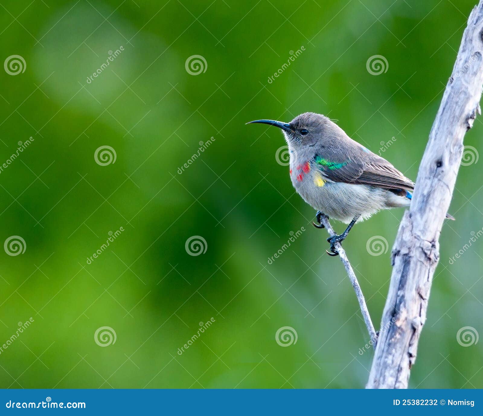 Young colorful sunbird stock photo. Image of gray, juvenile - 25382232