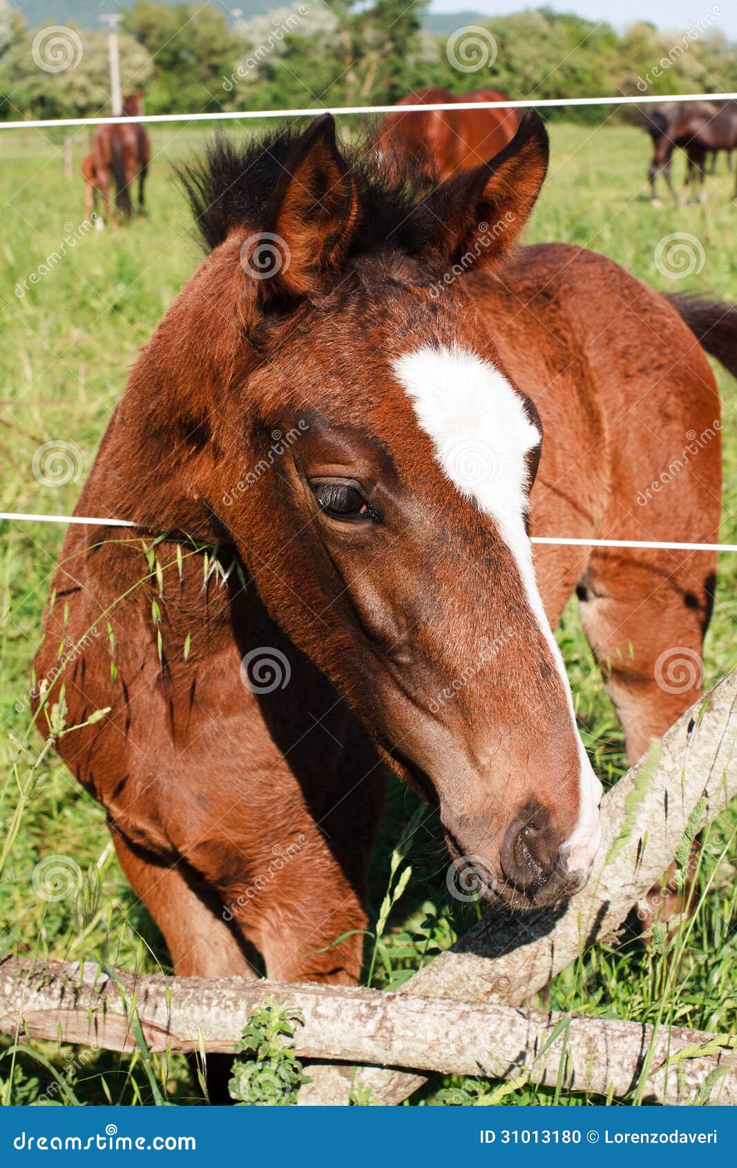 Young colt horse stock photo. Image of animal, grass - 31013180