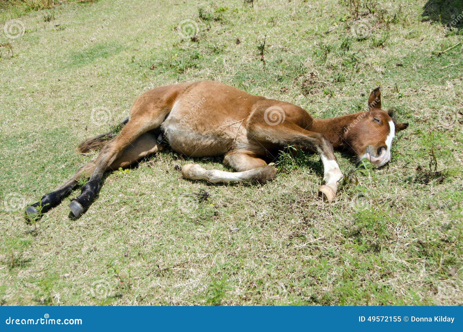 Young Colt Laying in Pasture Stock Image - Image of farm, equine: 49572155