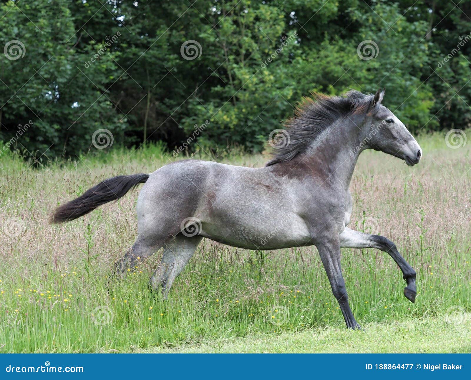 Silver Dunskin Horse