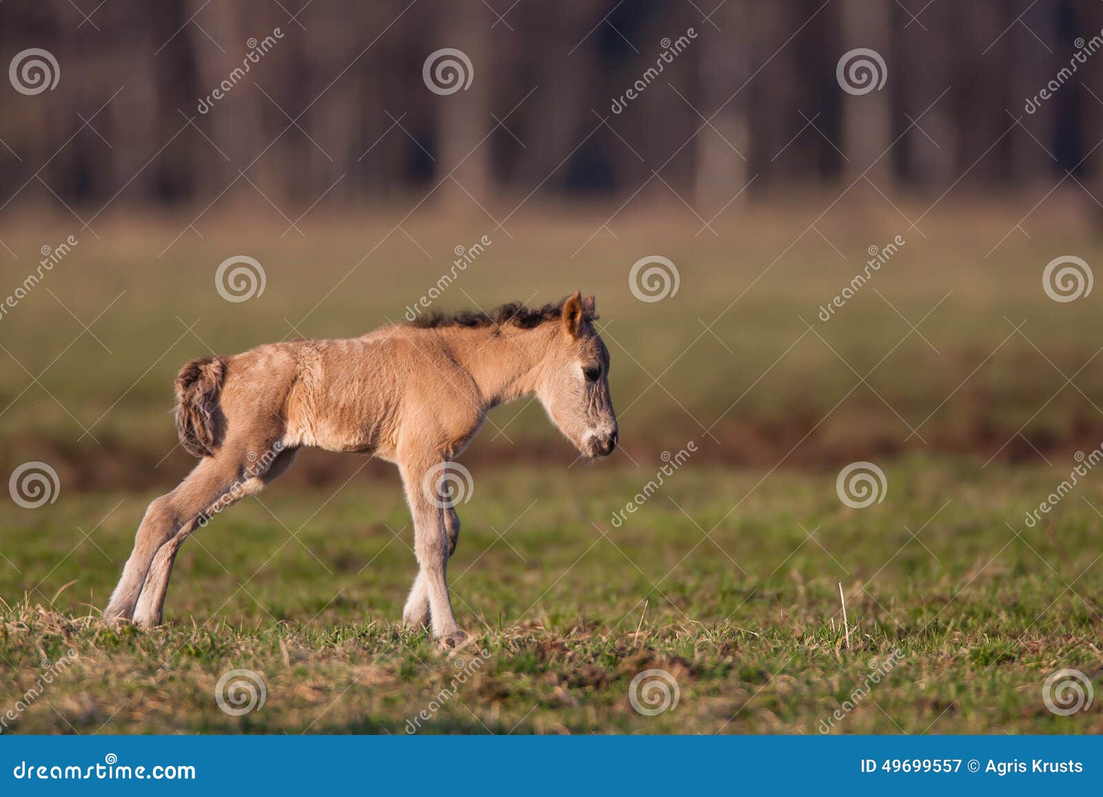 Young colt stock image. Image of wilde, pasture, mammal - 49699557