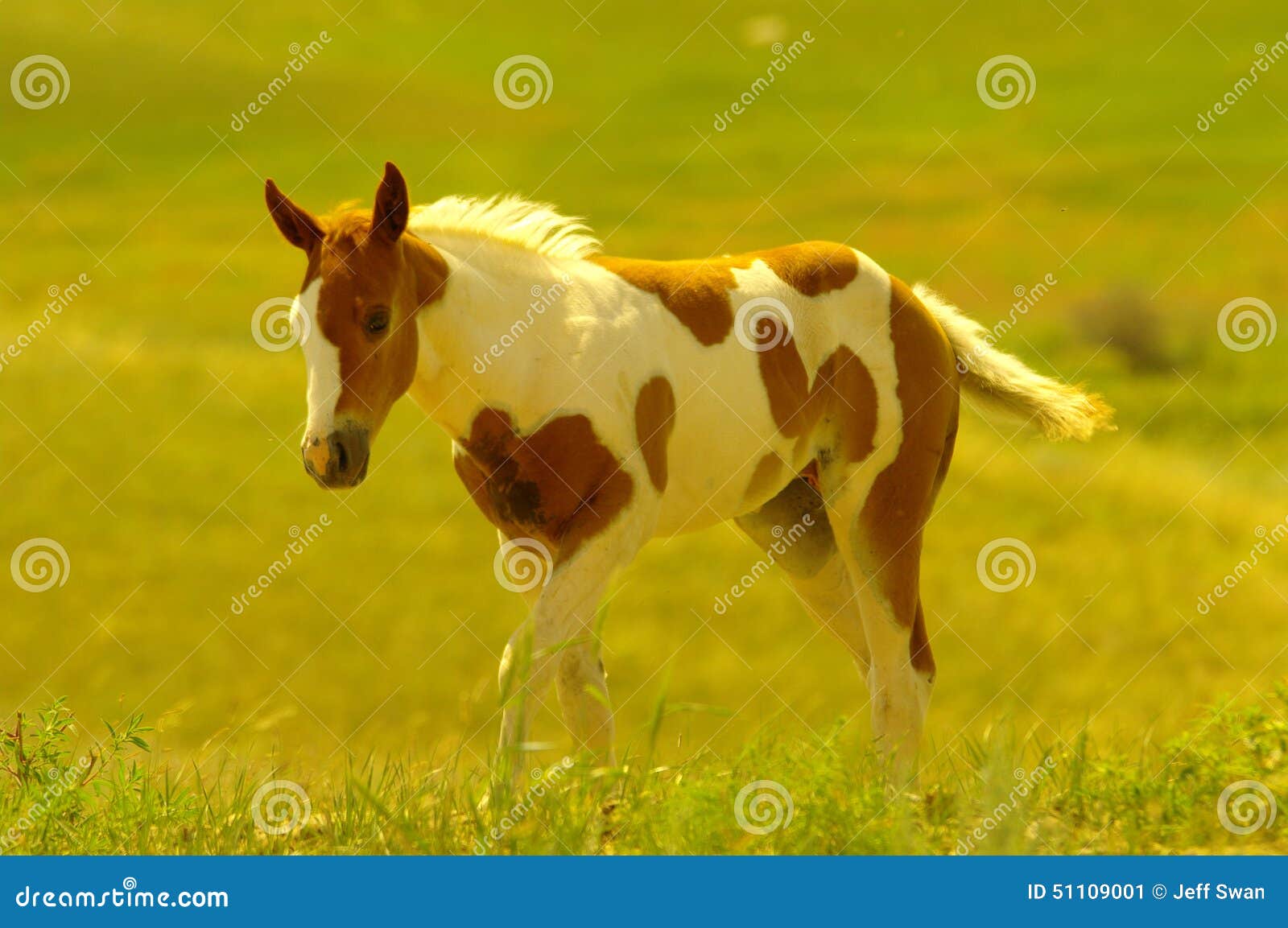 Young colts stock image. Image of colts, legged, animals - 51109001