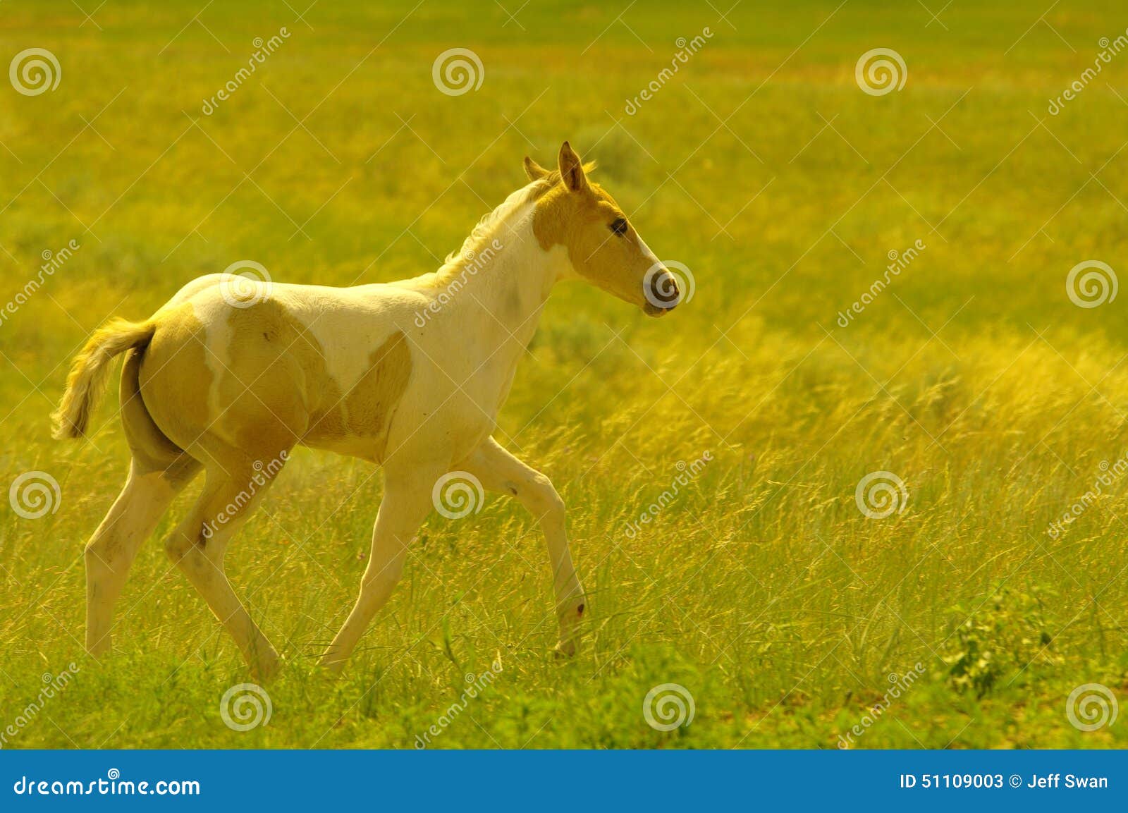 Young colts stock image. Image of farm, horse, tail, animals - 51109003