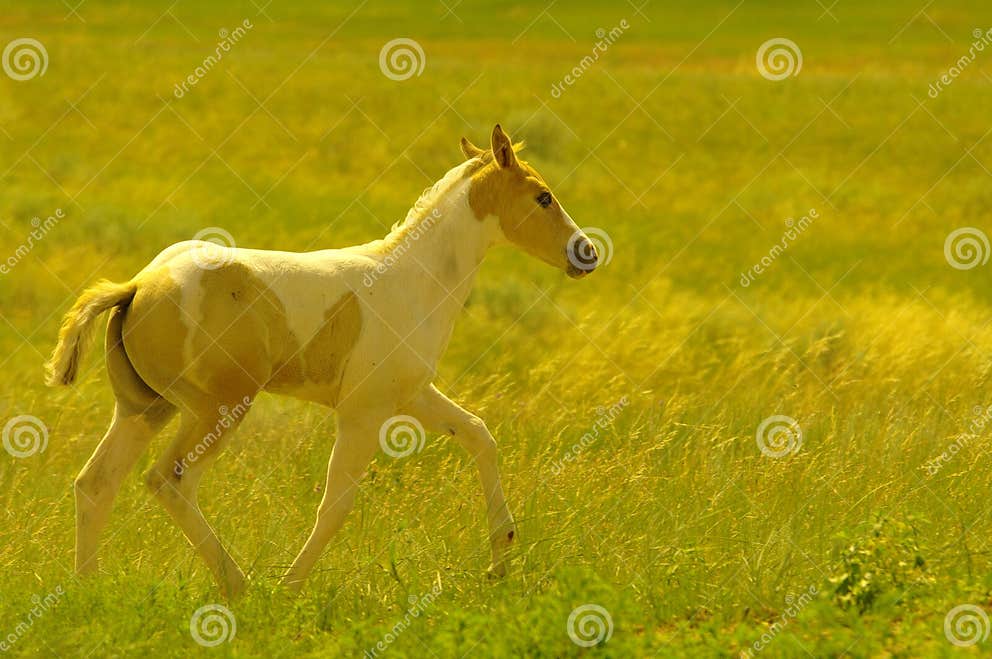 Young colts stock image. Image of farm, horse, tail, animals - 51109003