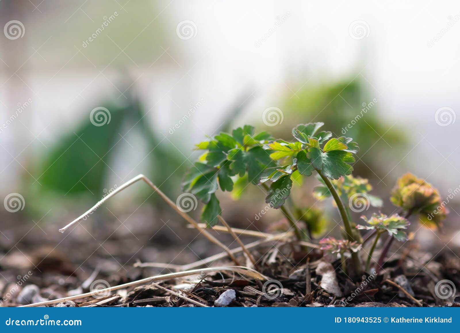Young Columbine Plant stock image. Image of green, flora - 180943525