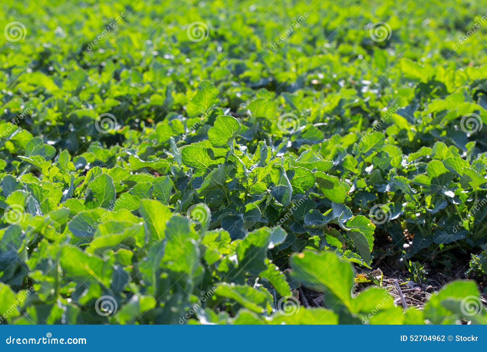 Young colza stock photo. Image of meadow, clean, outdoor - 52704962