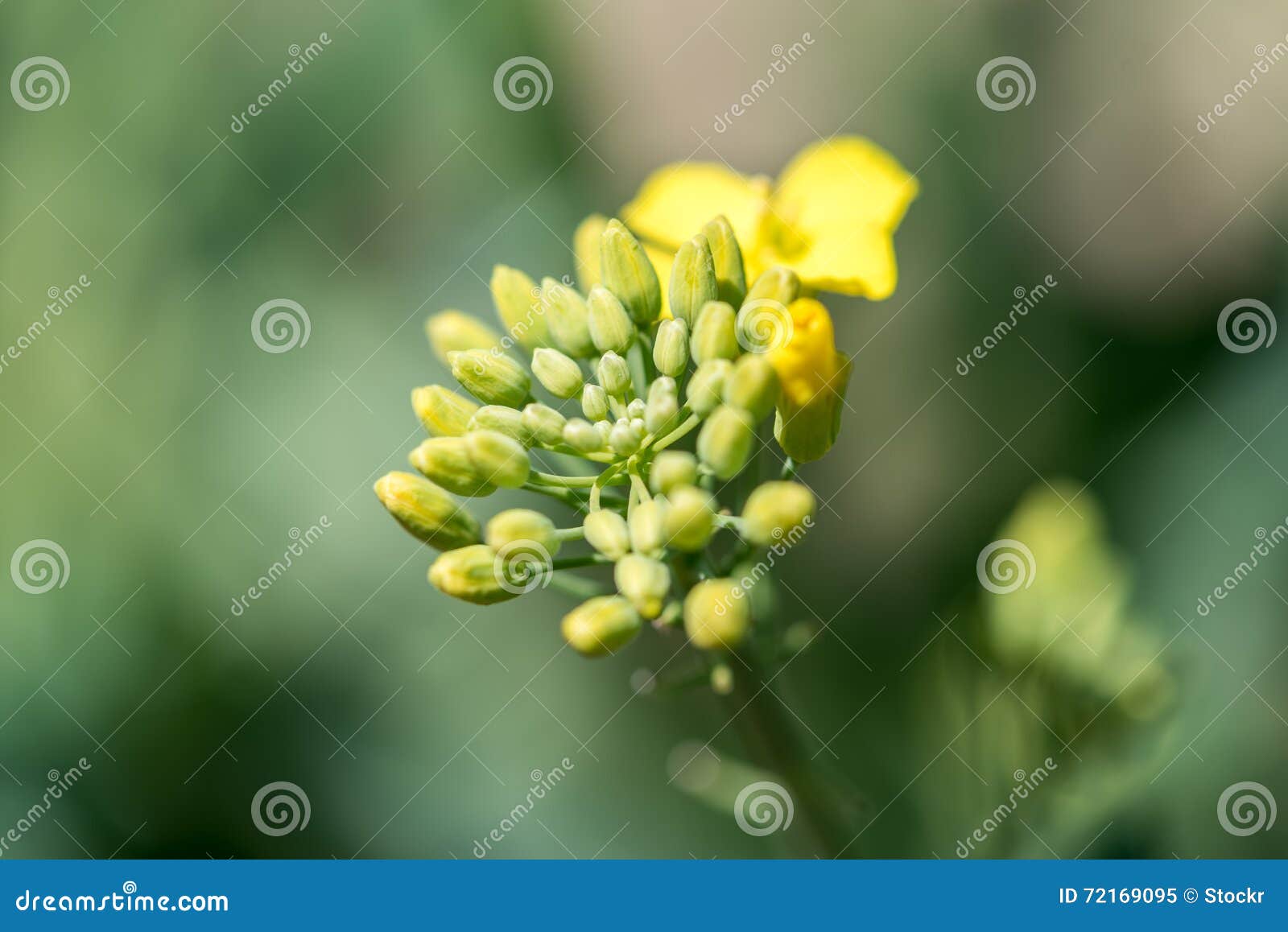 Young colza flowers stock image. Image of outdoor, grow - 72169095