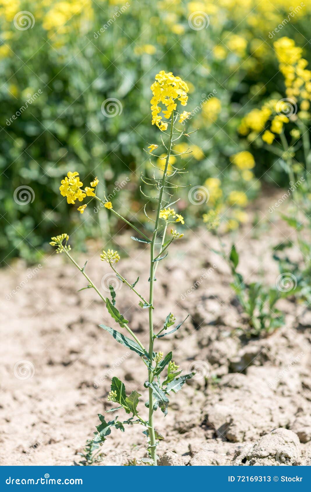 Young colza flowers stock image. Image of beautiful, flower - 72169313