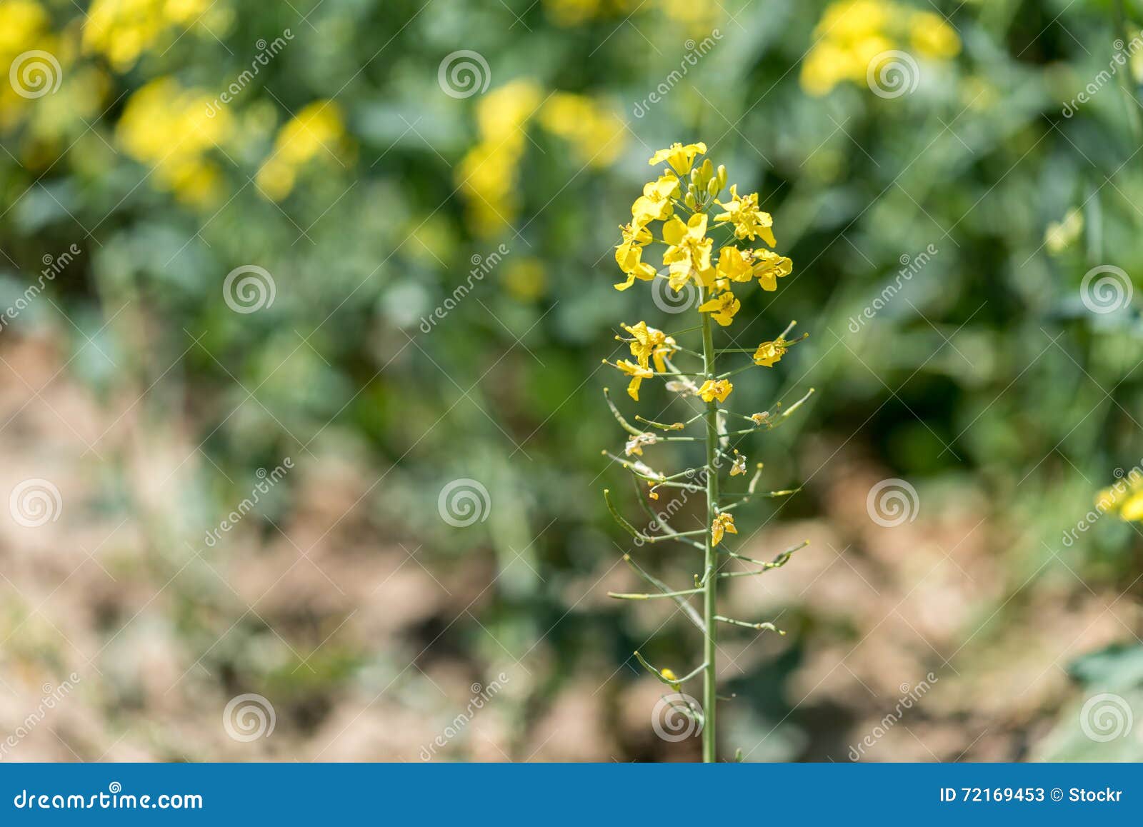 Young colza flowers stock image. Image of land, color - 72169453