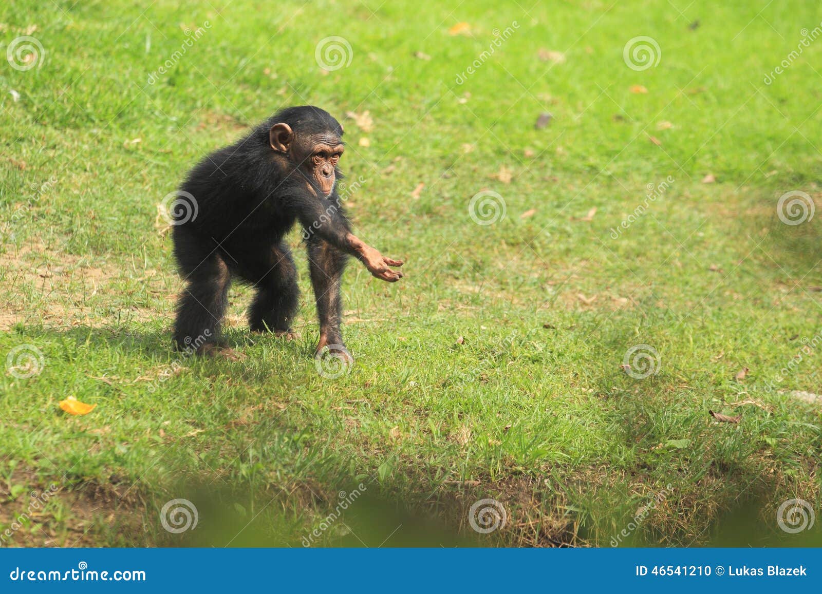 Young common chimpanzee stock photo. Image of animal - 46541210