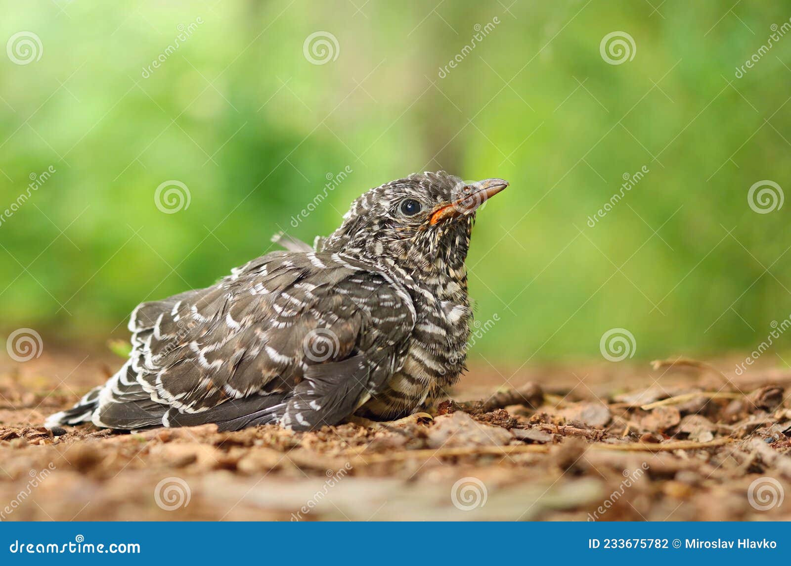 The Common Cuckoo Cuculus Canorus Stock Photo - Image of ornithology ...